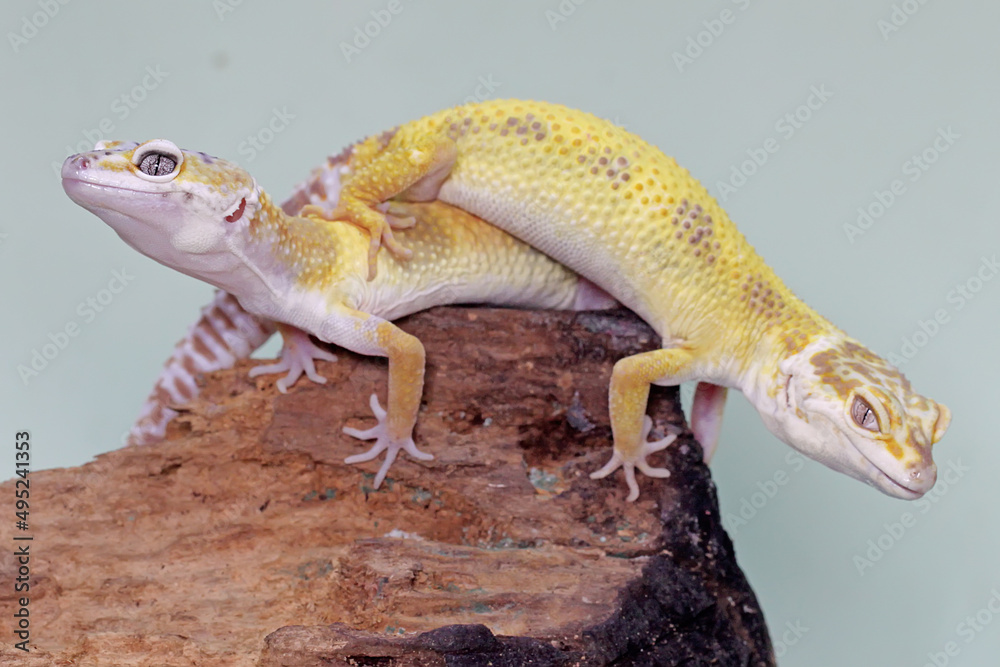 Two Leopard geckos sunbathing on a rotting log. Reptiles with ...
