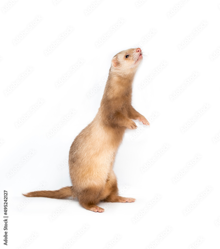 Pet Ermine