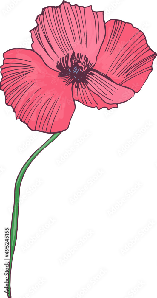 Beautiful Poppy Flower Hand Draw Realistic Illustration Stock Vector ...