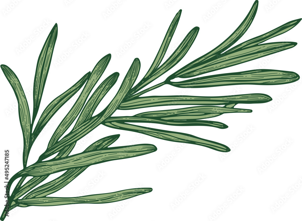Rosemary Plant Branch Hand Draw Realistic Illustration Stock Vector ...