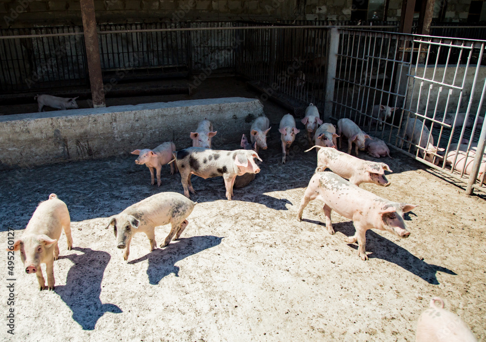 Domestic breed piglets growing on modern animal farm.Pigs on the farm ...