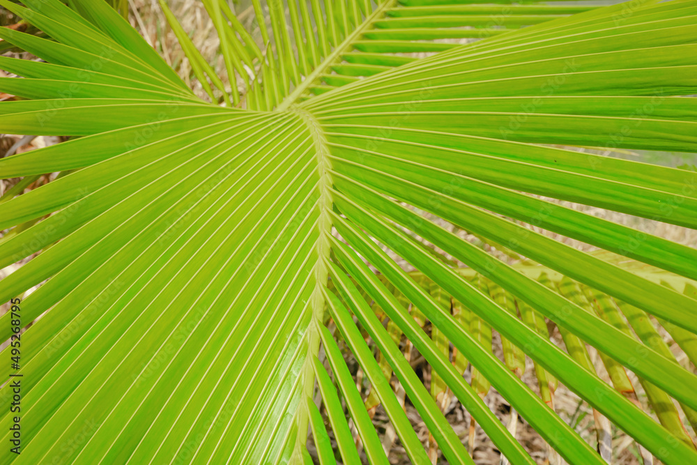 Abstract texture of coconut leaves. The young middle leaves of the ...