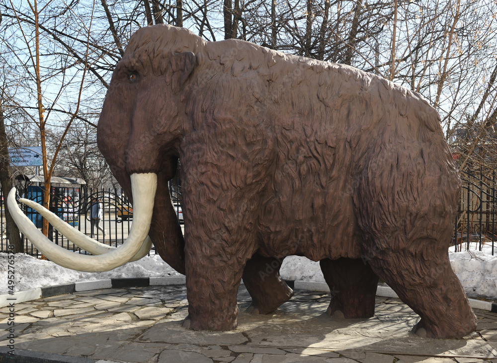 Woolly mammoth (Mammuthus primigenius), species of mammoth that lived ...