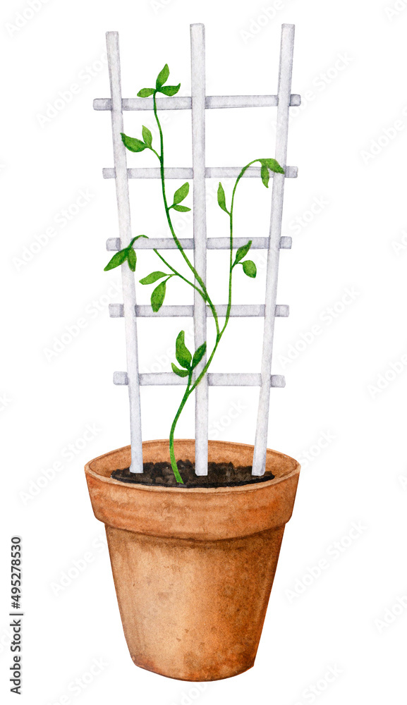 Climbing garden plant on a support in a clay pot. Clematis, sweet pea ...