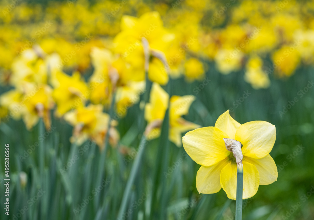 Daffodils In Full Bloom In 'Daffodil Valley' At Waddesdon Manor In ...