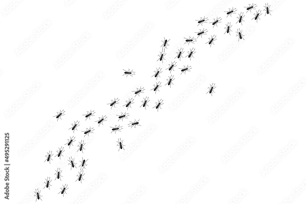 Ant trail, walking group of black insects. Vector illustration of line ...