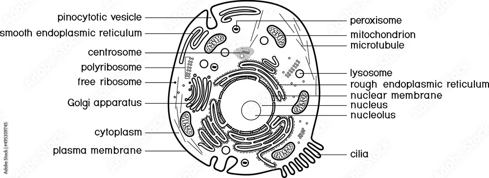 Coloring page with animal cell structure. Educational material for ...