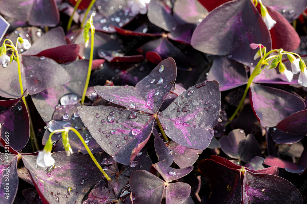 Oxalis triangularis, commonly called false shamrock. This plant is ...