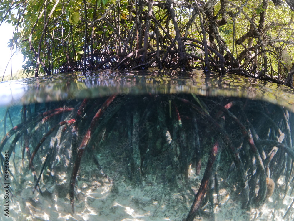mangroves underwater trees in sea habitat for lifes and fish Stock ...