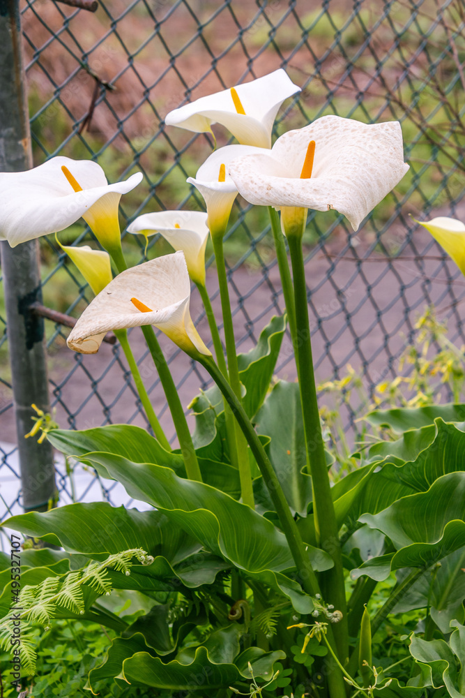Planta con tallo verde y hoja blanca Stock Photo | Adobe Stock