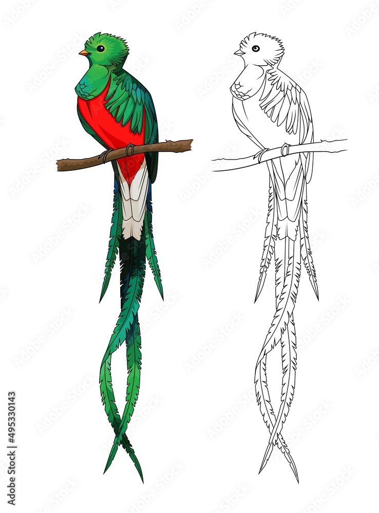 Green Quetzal bird with a long tail on a white background vector with ...