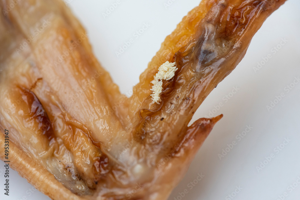 Eggs fly on food dirty food not hygienic, Flies egg house fly ...