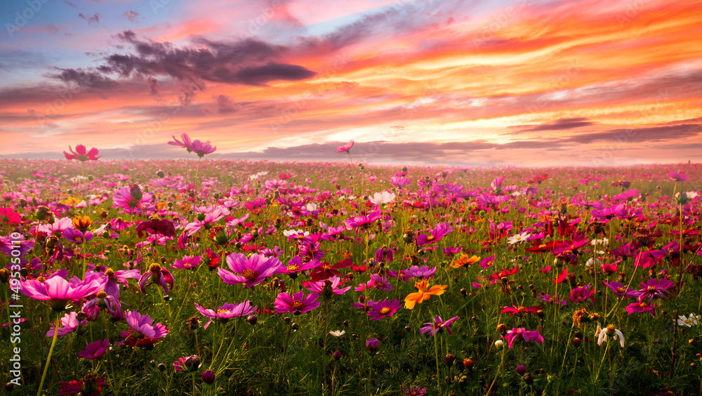 Amazing And Beautiful Of Cosmos Flower Field Landscape In Sunset
