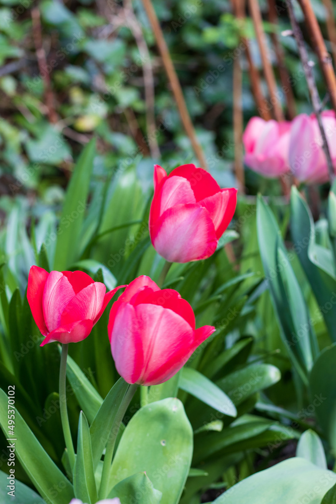 First tulips growing in the garden, early spring flowers with fresh and ...