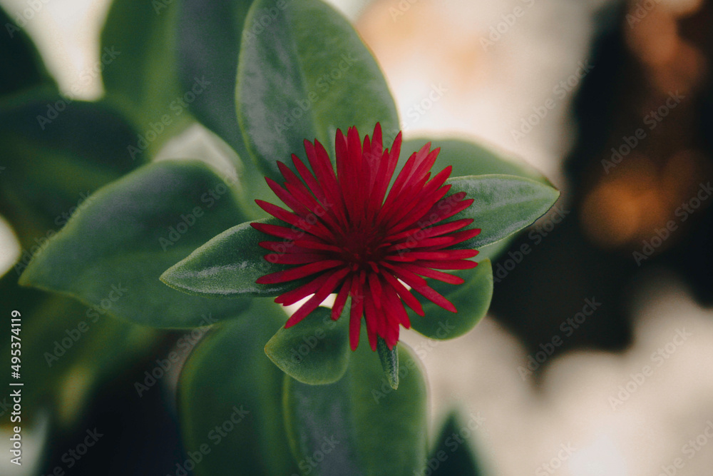 Pretty red pink flower with lots of thin petals Stock Photo | Adobe Stock
