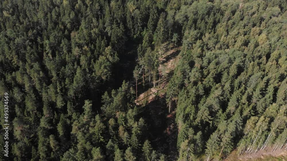 Cutting trees in the forest. Tree sways violently when sawing the trunk ...