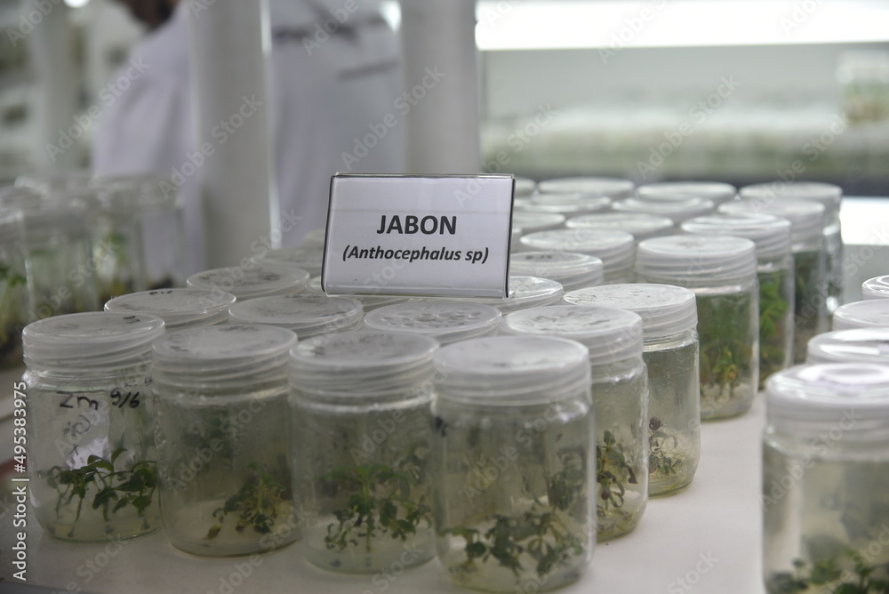 The process of red wood Anthocephalus cadamba seedling plant production ...