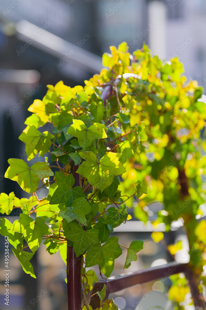 An arcade exterior plants decorations made of parthenocissus ...