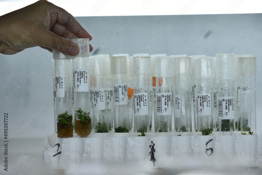The process of plant production from tissue culture in the Laboratory ...