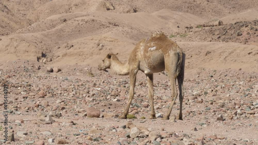 Exhausted camel looking for food in desert. Egyptian hungry young ...