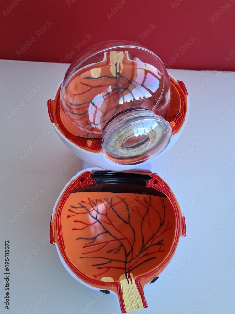 Ophthalmic eye specimen closeup. Anatomy and innervation of eye Stock ...