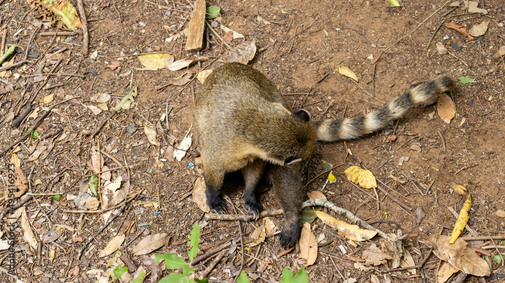 Quatis ou coatis. Animais nativos da mata atlântica. Natureza livre ...