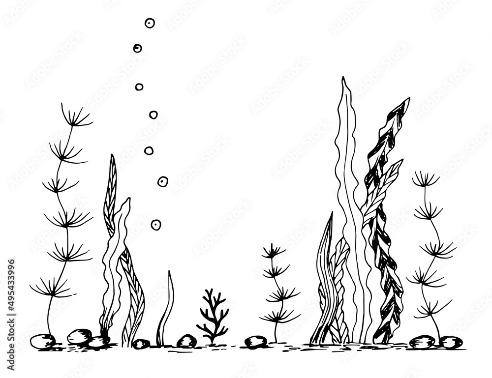 Simple vector ink sketch. Seabed, algae, corals and pebbles, underwater ...