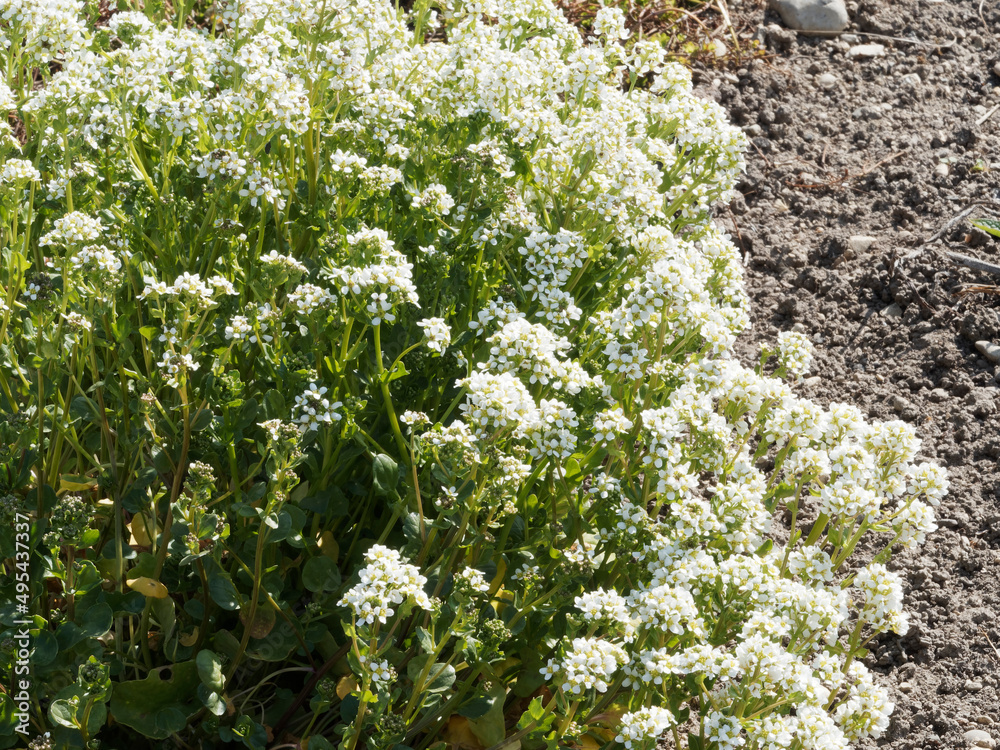(Cochlearia officinalis) Cochléaire officinale ou cranson officinal ou ...