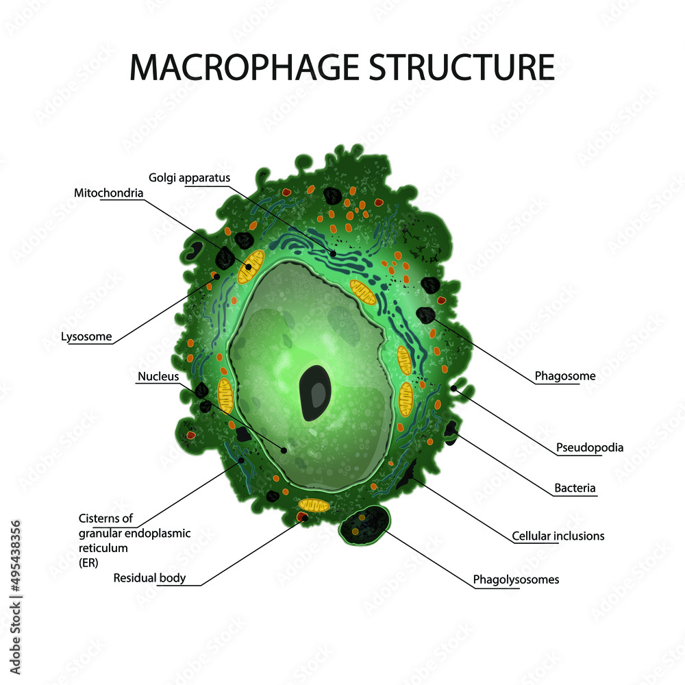 Macrophage structure. Histiocyte anatomy. Cell of the immune system ...