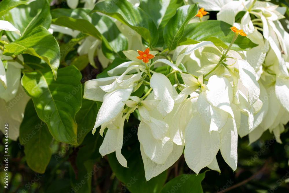 Yellof flower of Mussaenda philippica, Dona Luz or Dona Queen Sirikit ...