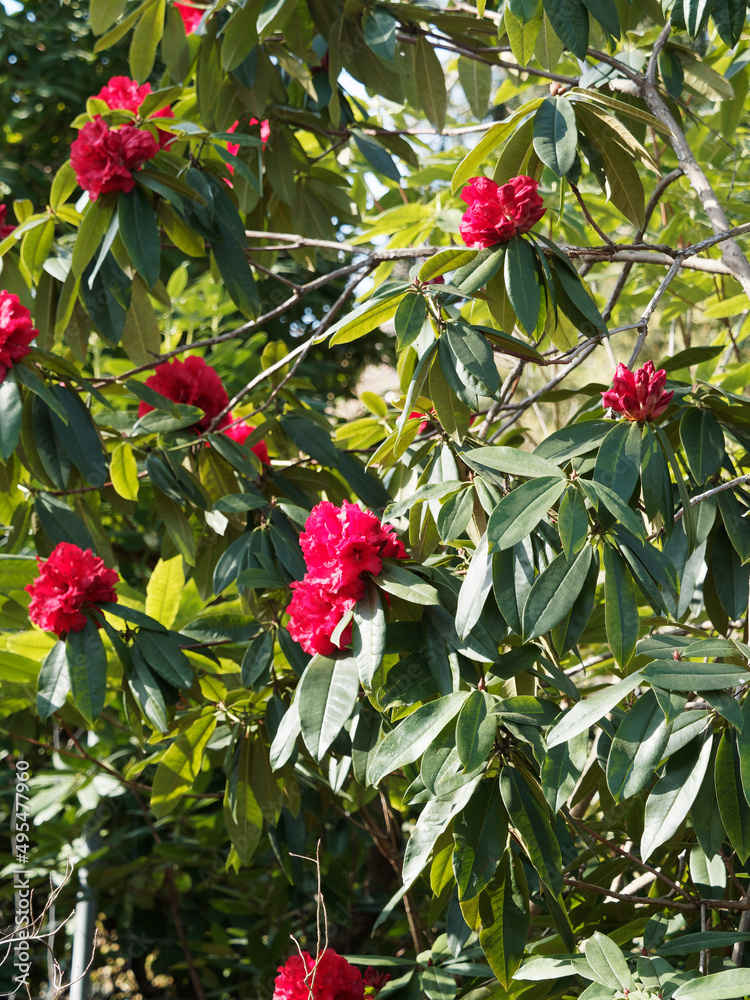 Rhododendron strigillosum | Rhododendron hybride 'Taurus' au port ...