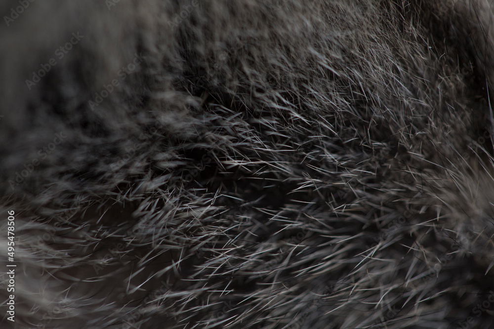 wool texture background cat grey Stock Photo | Adobe Stock