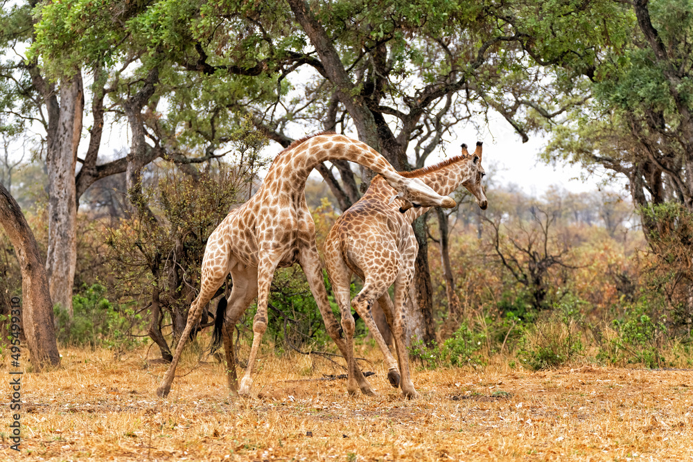 Giraffe males fighting in Kruger National Park in South Africa Stock ...
