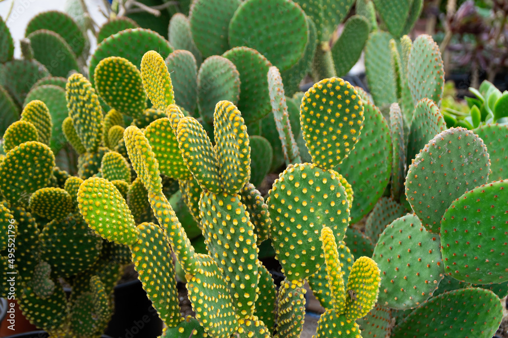 Nature texture. Desert flora. Angel Wings cactus closeup. Thorny leaves ...