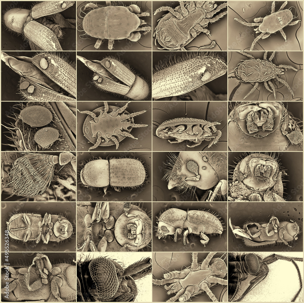 Beetles, parasitic ticks and parasitic wasps. Electron microscope ...