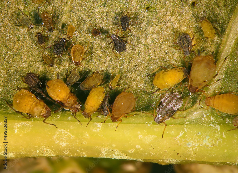 Aphids (plant lice, greenflies, blackflies or whiteflies) are among the ...