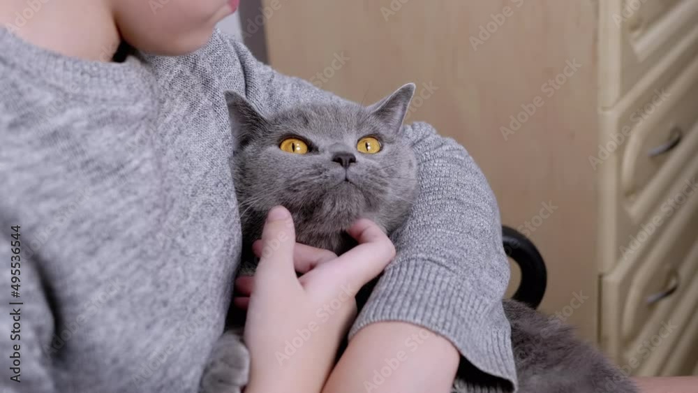 Smiling Boy Hugs a Fluffy Cat in Arms, Sitting in an Armchair in Room ...