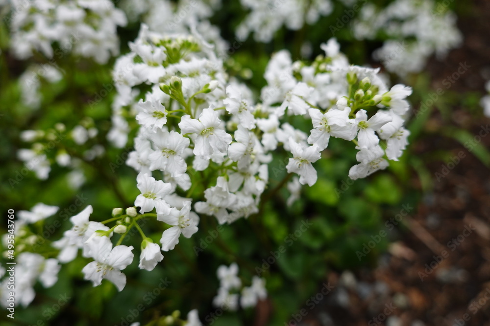 Cardamine bulbosa (Bulbous bittercress) Small white flowers in clusters ...