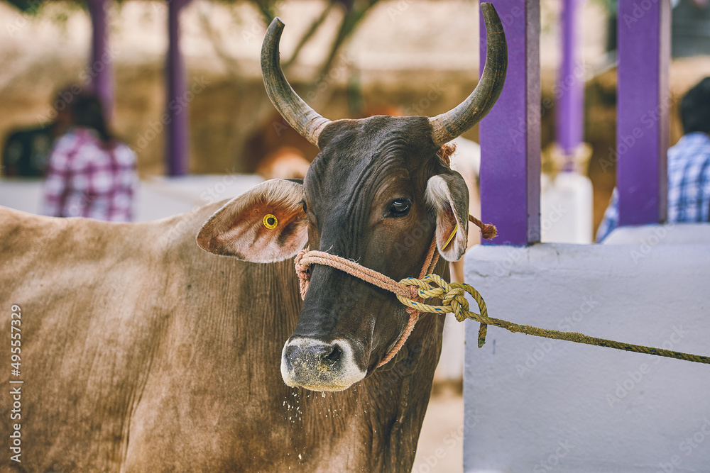 Farm cows and bulls. Cattle, cows and sheep. in the farm. Milked cows ...