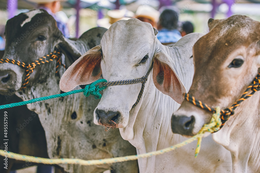 Foto de Farm cows and bulls. Cattle, cows and sheep. in the farm ...