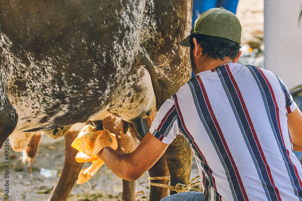 calf eating. Beef cattle on the farm. Milked cows, latin farmer milking ...
