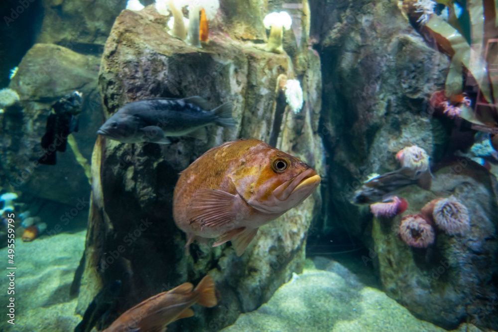 Underwater view of a copper rockfish swimming about in a tank at the ...