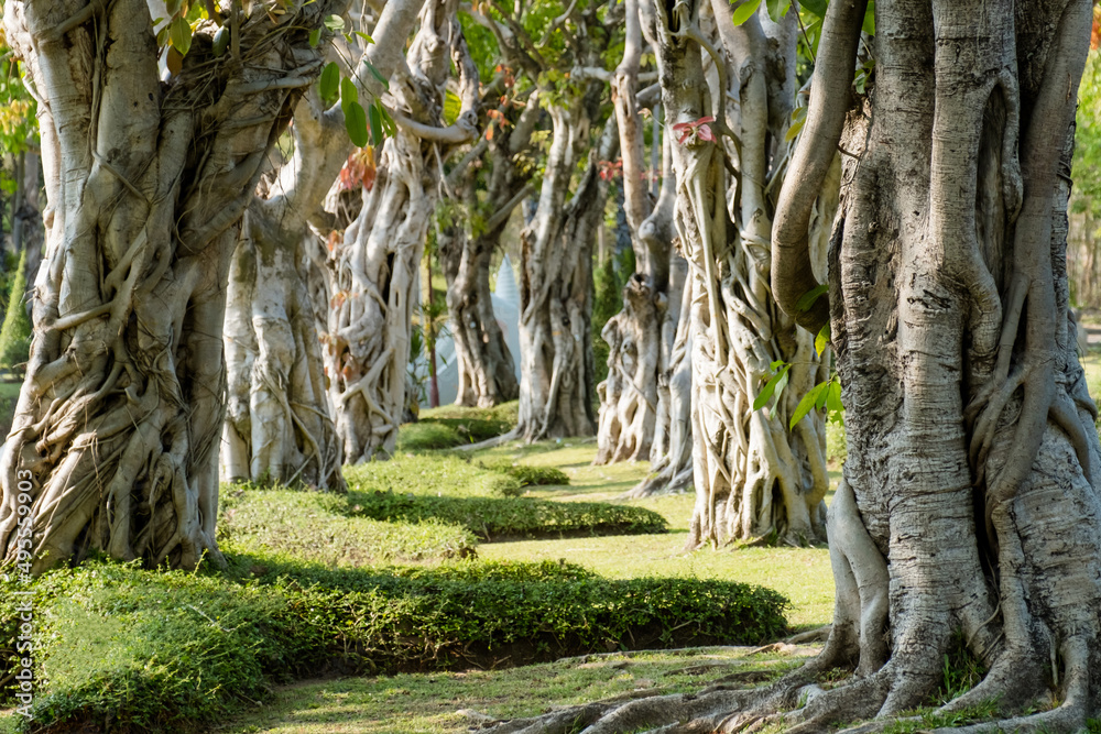 The background image of the Bo tree shows the nature of the trunk, the ...