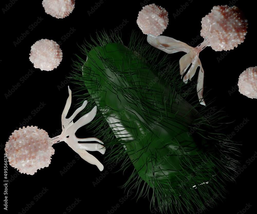 white blood cells attack bacteria cell or harmful invader. Human immune ...