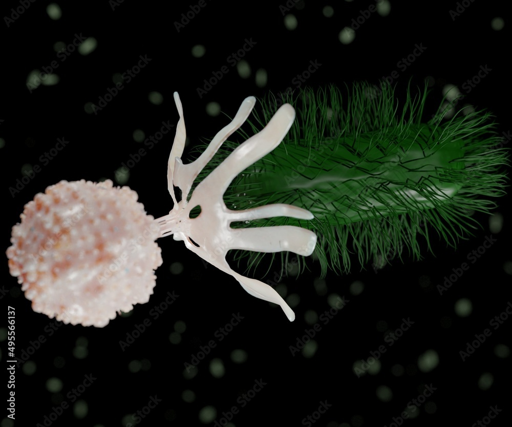 white blood cells attack bacteria cell or harmful invader. Human immune ...