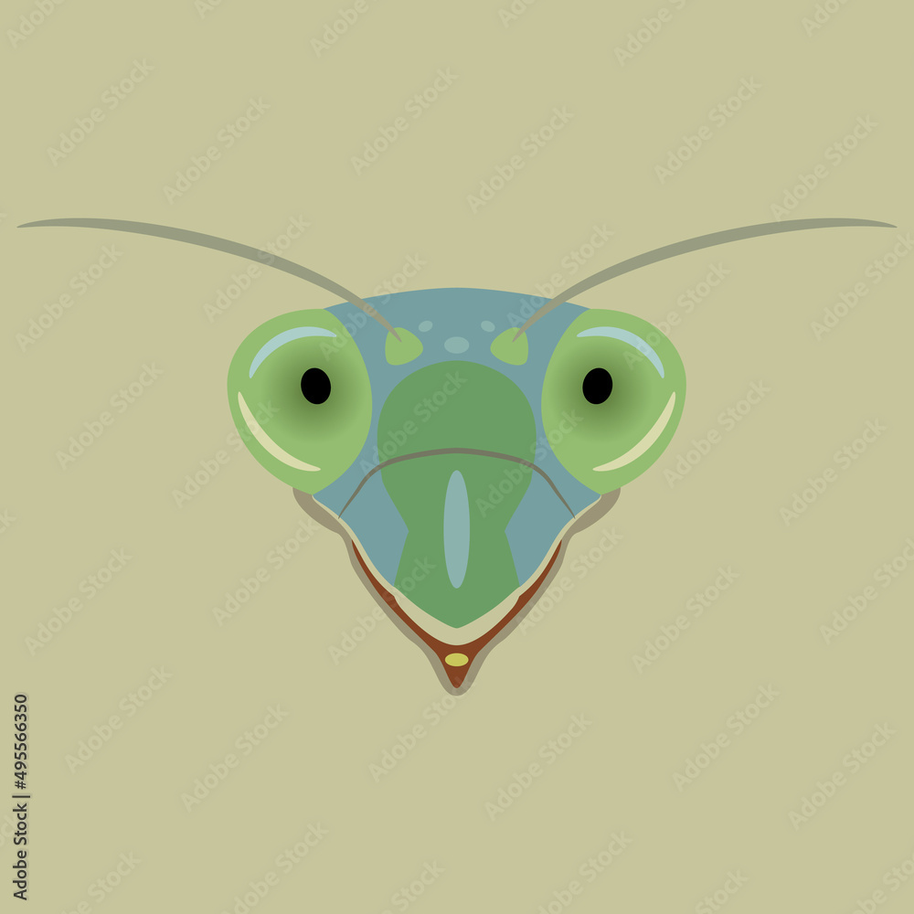 Head of a green praying mantis. Tenodera sinensis. Insect animal mask ...