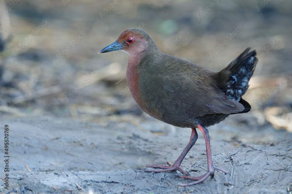 ruddy-breasted crake (Zapornia fusca) walking and seaching for food in ...