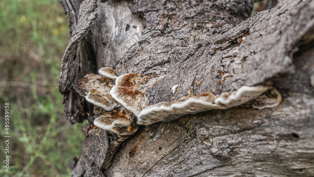 Fomes fomentarius (nombre común hongo yesca, hongo yesquero, hongo pata ...