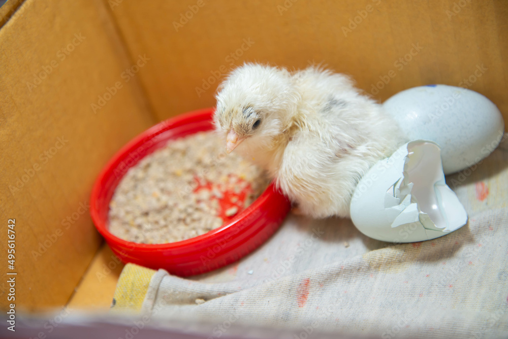 Newborn baby chicken Ameraucana hatching from egg backyard farm Stock ...