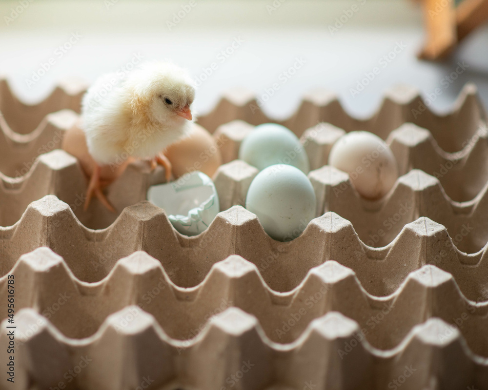 Newborn baby chicken ameraucana hatching from egg backyard farm Stock ...